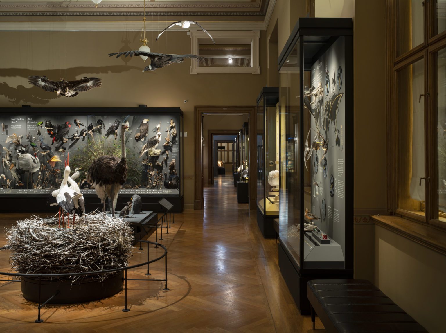 National Museum in Prague – The Miracles of Evolution - Capacity Expo